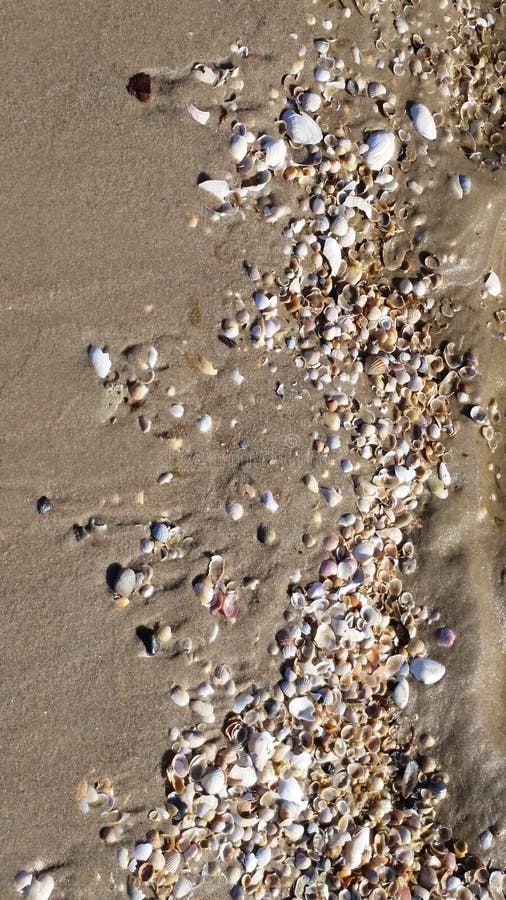 Sea shells at sandy beach stock image. Image of collecting - 31659205