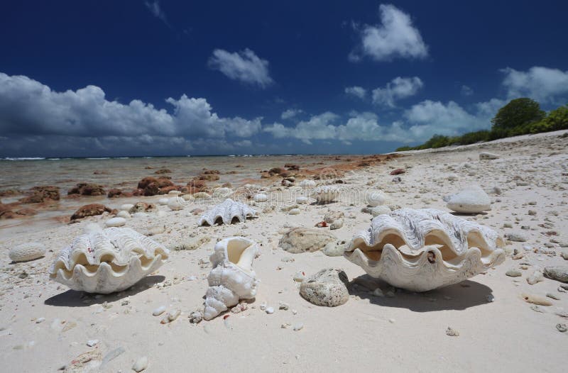 Natural Shells on the Tropical Beach Stock Image - Image of exotic ...