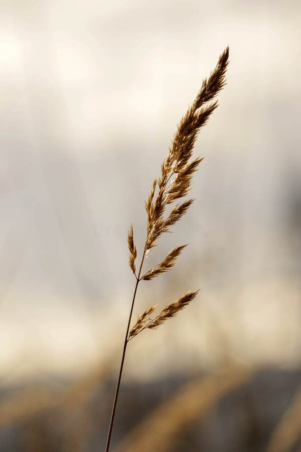 Natural Shoot on the Empty Field Stock Photo - Image of shoot, morning ...