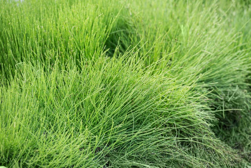 Natural short grass stock image. Image of christmas, outdoors - 23711973