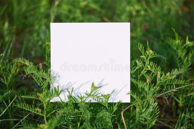 Natural Simple Mock Up. Empty White Sheet on Bright Green Summer Grass ...