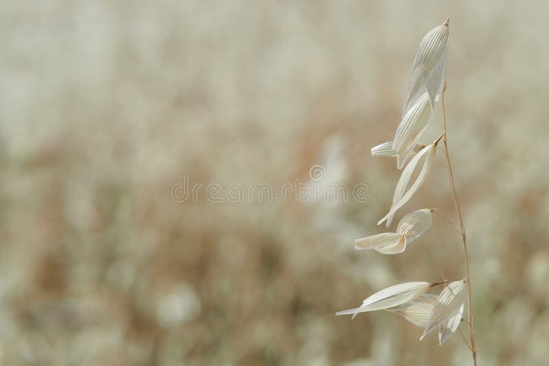 Natural simplicity 2 stock image. Image of colorful - 248430213