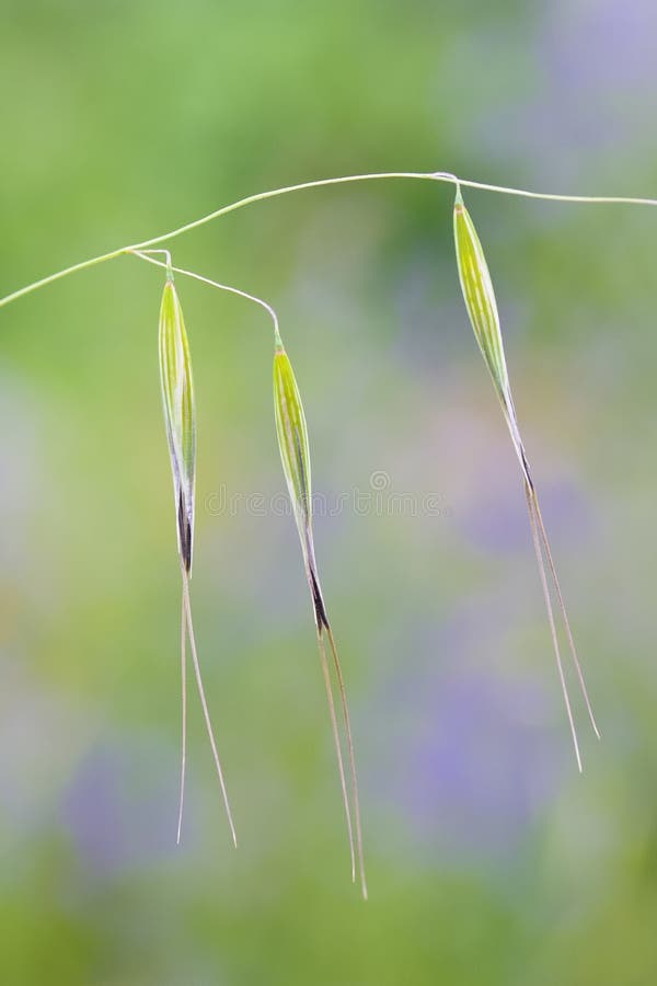 Natural simplicity stock image. Image of cereal, ears - 63340319