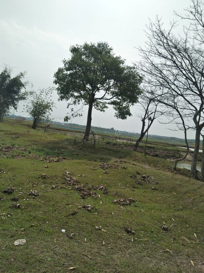 A Natural Site of a Rural Aria of Assam ,India Stock Photo - Image of ...