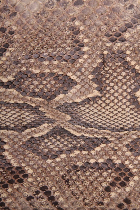 Natural skin of a python stock photo. Image of python - 7515556