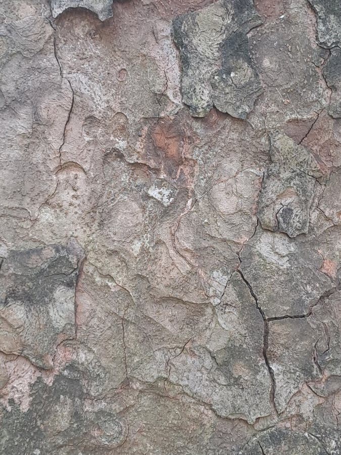 Natural skin tree olds stock image. Image of tree, skin - 285401447