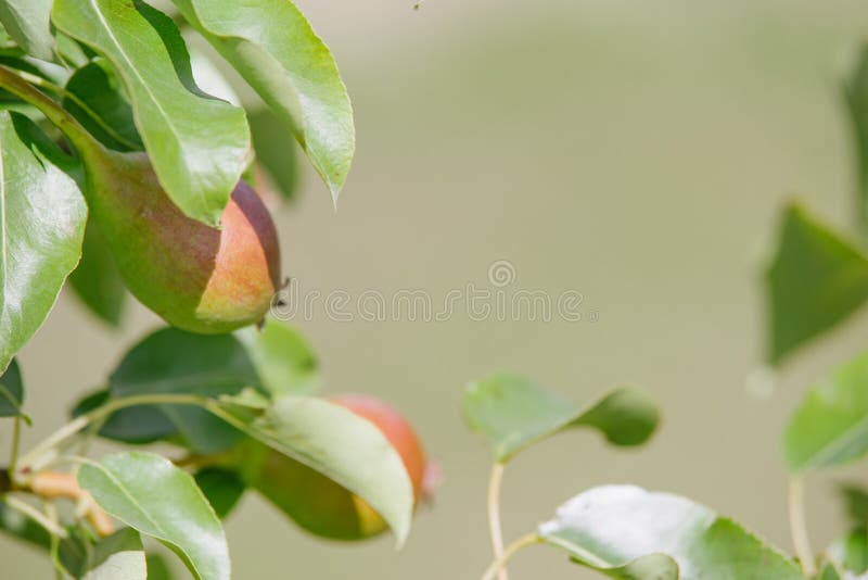 Natural Small Pear Tree Closeup Stock Photo - Image of growth, leaf ...