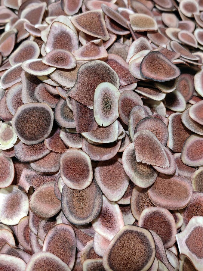 Natural Small Pieces of Dehydrate of Different Seeds Background Stock ...