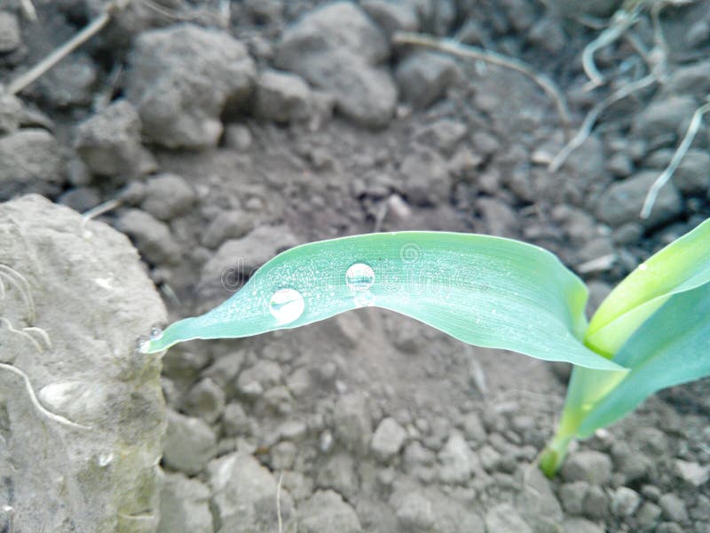 Natural stock image. Image of natural, water, small, plant - 79643361