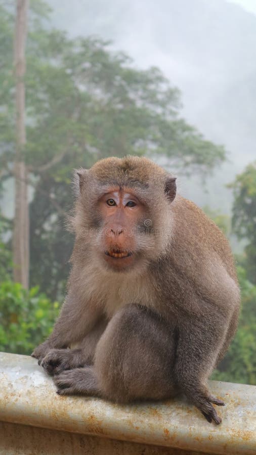 Natural Smile Monkey Indonesia Beautifull Stock Image - Image of smile ...