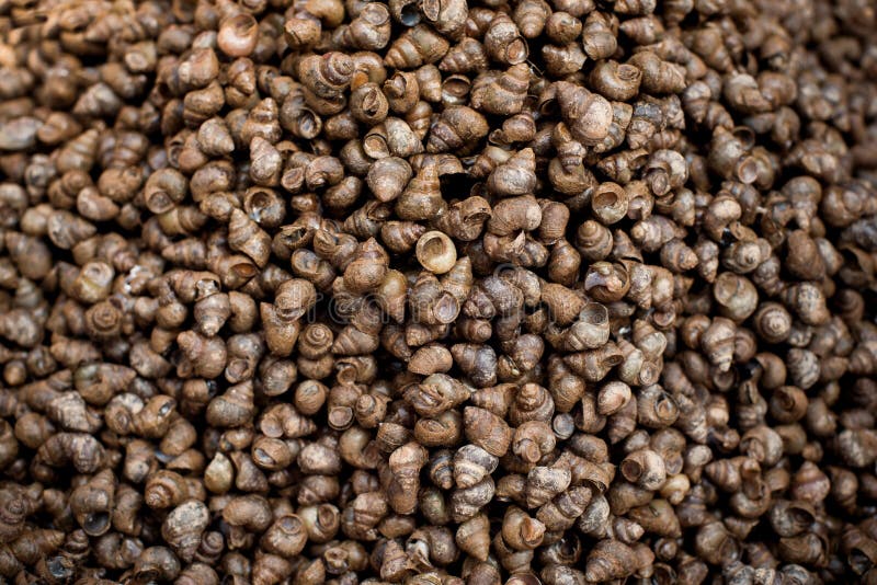 Natural snails background stock image. Image of food - 99292119