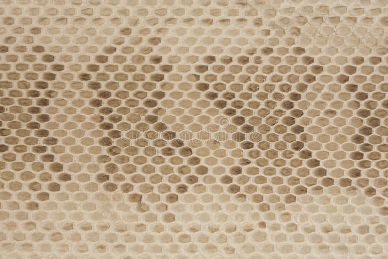 Natural Snakeskin Texture Background Stock Photo - Image of creepy ...