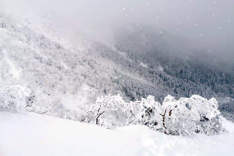 Natural Snow Hill, Path and Tree in Japan Yatsugatake Mountains Stock ...