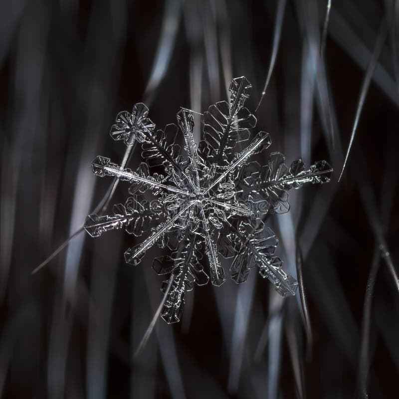 Natural snowflakes on fur stock image. Image of blizzard - 75570925
