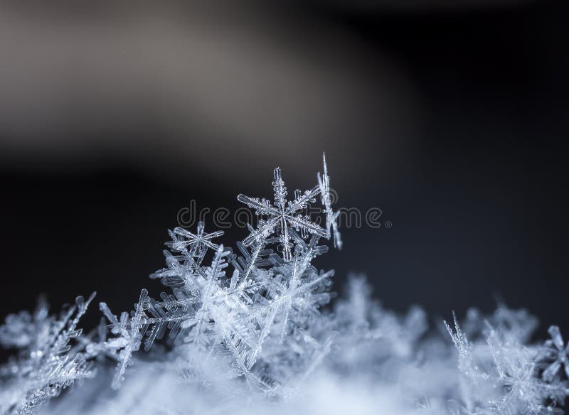 Natural snowflakes on snow stock photo. Image of merry - 75570304