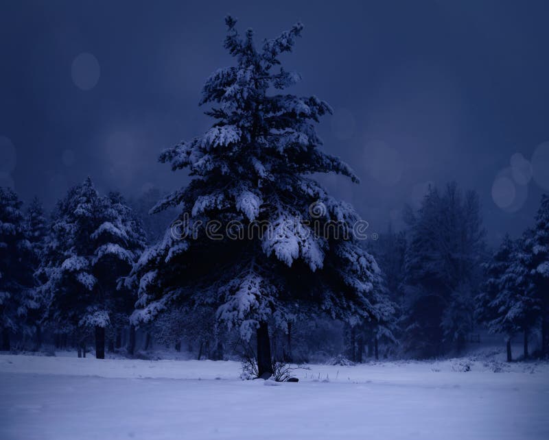 Natural Snowy Christmas Tree in the Forest with Natural Moonlight Stock ...