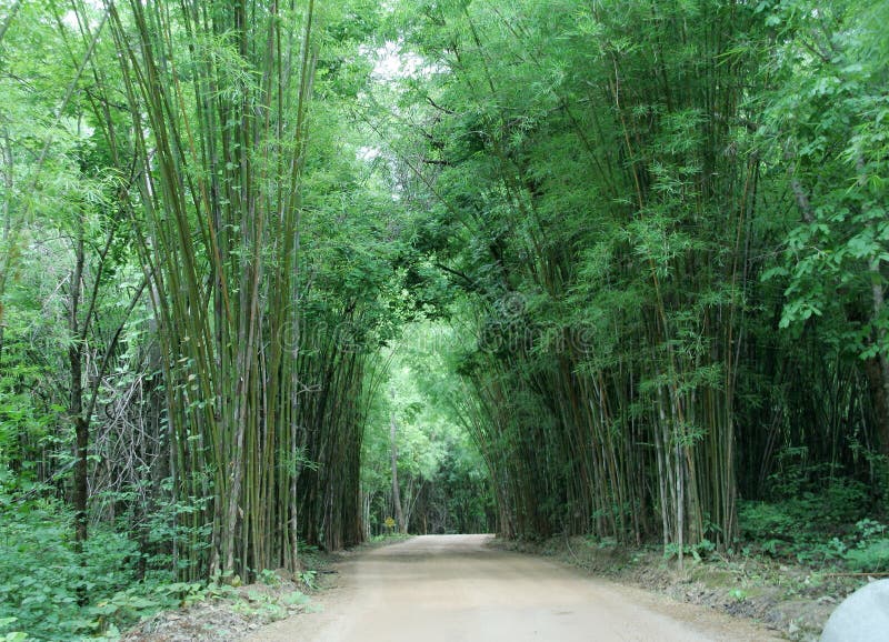 Bamboo and soil walk way. stock image. Image of trail - 242102707