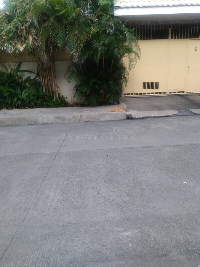 Natural Space and Nature Cat Relaxing Stock Image - Image of space ...