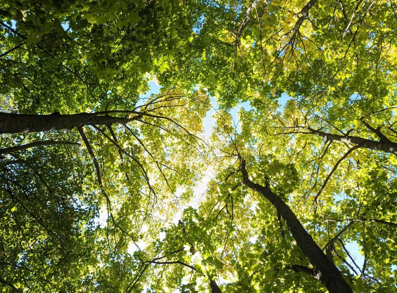 Natural Sphere - the Branches of Massive Trees at the Top Have Gathered ...