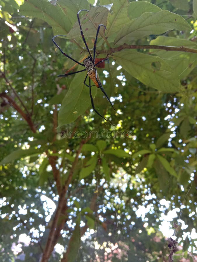 Natural Spider in the Garden - Natural Picture Stock Image - Image of ...