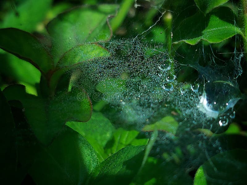 Natural Spider Web on a Leaf with Water Droplets from Morning Dew ...