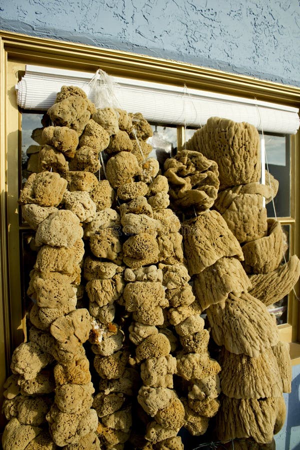 Natural Sponge stock photo. Image of natural, travel - 23052274