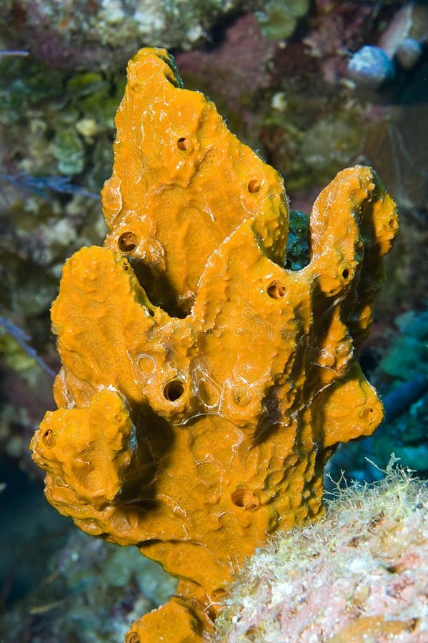 Natural sponge stock image. Image of multicellular, hole - 5920121