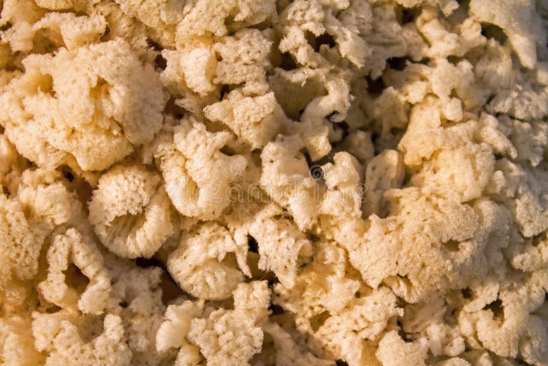 Natural Sponge stock image. Image of explore, tarpon - 50061465
