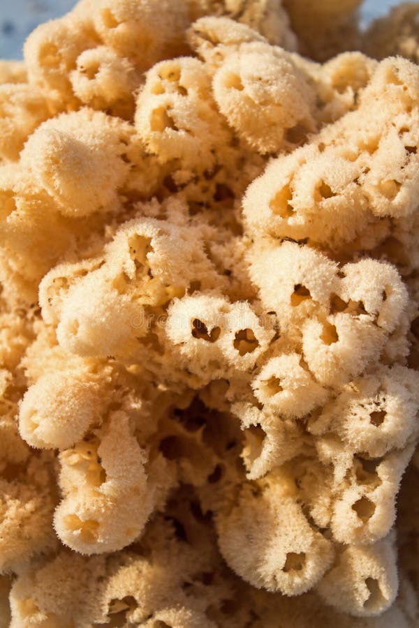 Natural Sponge stock image. Image of organisms, ocean - 50061585