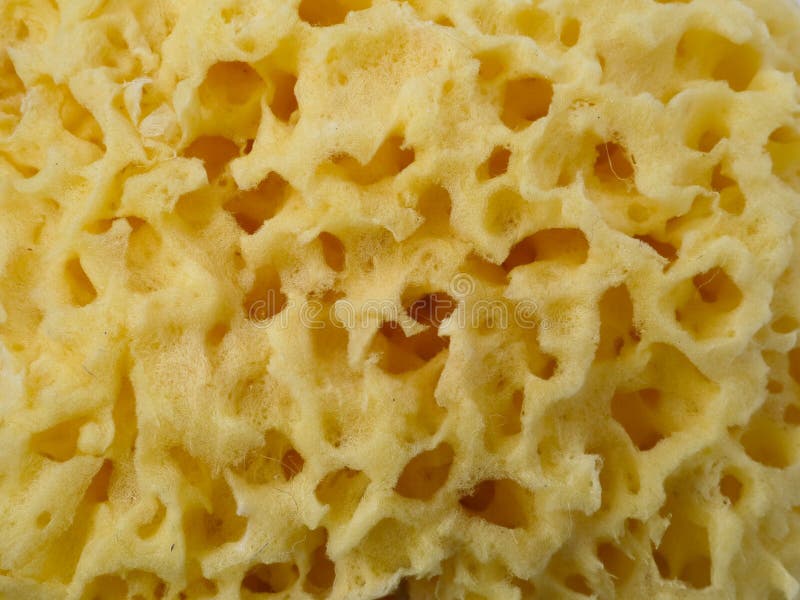 25,849 Sponge Texture Stock Photos - Free & Royalty-Free Stock Photos ...