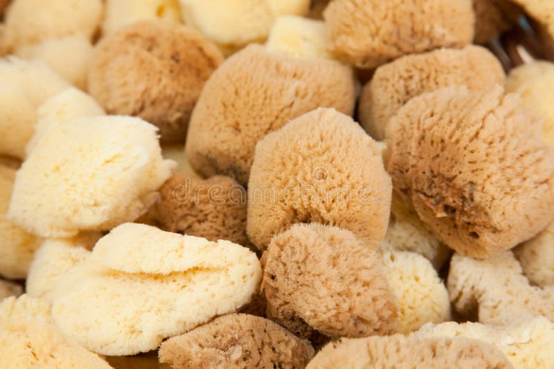 Natural sponges stock photo. Image of yellow, skincare - 24498088