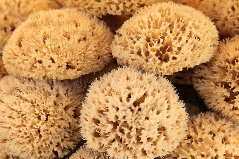 Natural sea sponge stock image. Image of health, cosmetic - 43105405