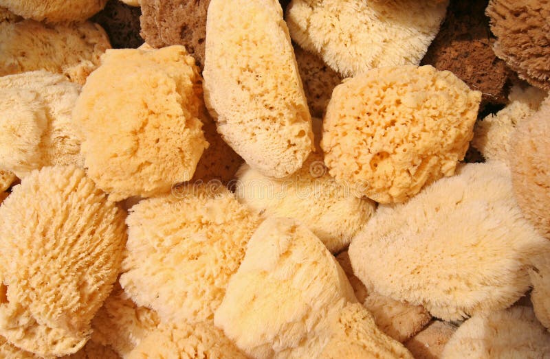 Natural Sponges stock image. Image of dried, ocean, life - 7412847