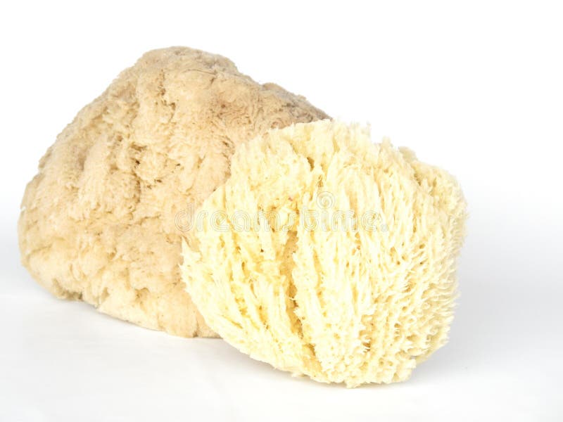 Natural sponges stock image. Image of accessories, isolated - 8801487