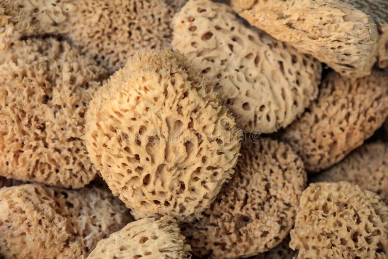 Dried sea sponges stock image. Image of product, yellow - 48668377