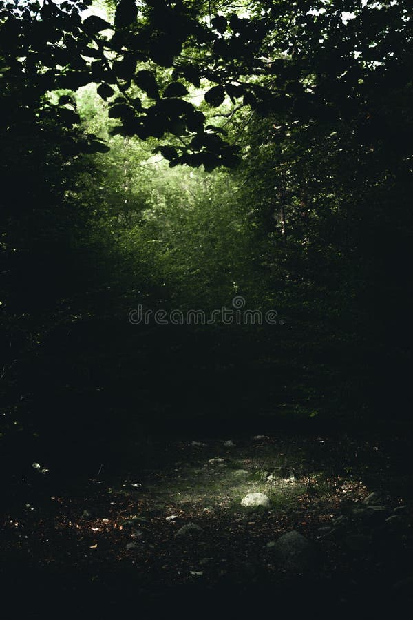 Natural Spotlight in the Deep Dark Forest in Bulgaria. Stock Photo ...