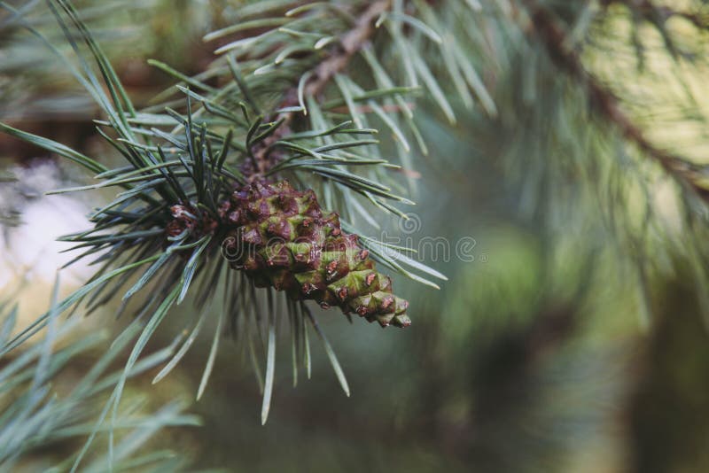 Natural Sprig of Spruce with Cone Stock Photo - Image of spring, spruce ...