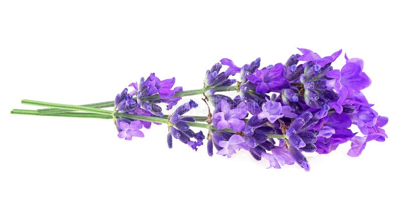 Natural Sprigs of Lavender Flowers Isolated on White Background. Bunch ...