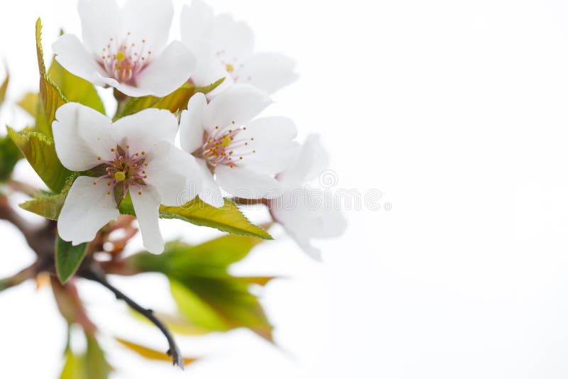 Natural Spring Background with Abstract White Flower Closeup Stock ...