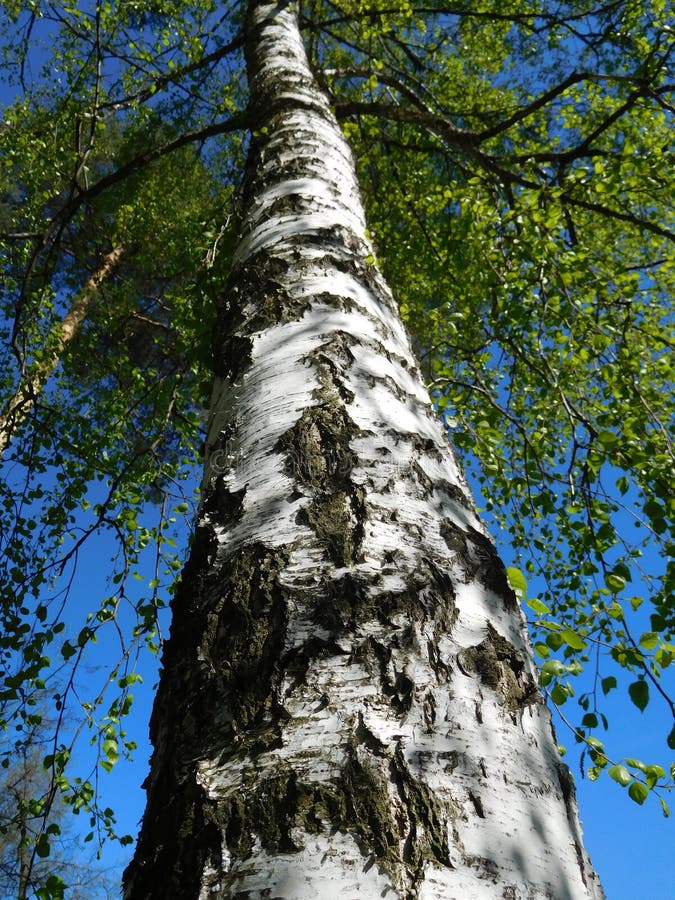 Birch Trunk Close Up in Spring, Beautiful Tree in Russia Stock Image ...