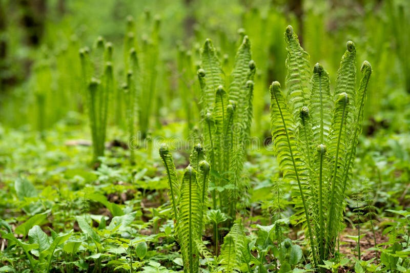 Natural Spring Background, Forest Landscape with Sprouts of Ferns Stock ...