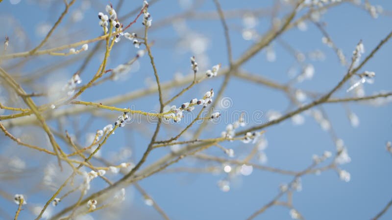 Natural Spring Background. Willow Tree Catkins Ice Covered on Blue Sky ...