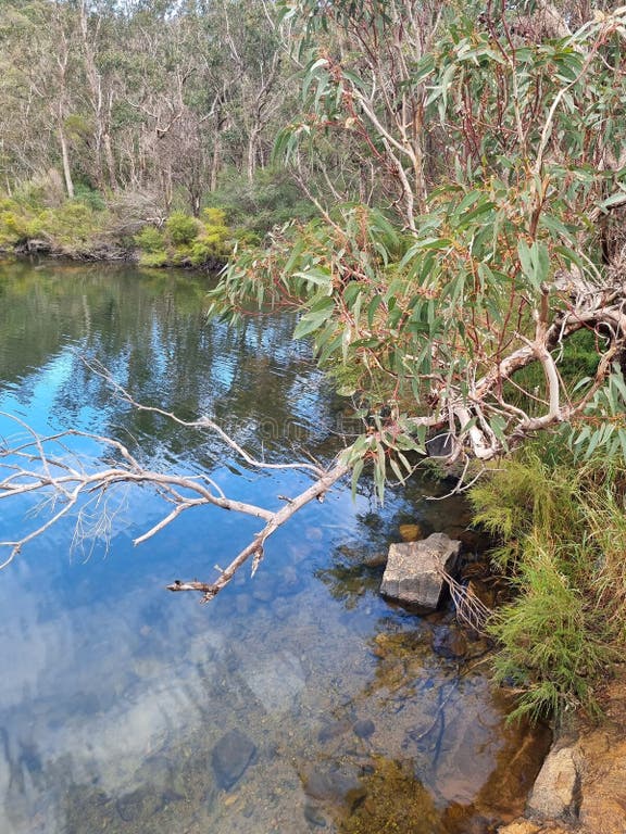 Natural Spring Bordered by Native Tree Stock Image - Image of pond ...
