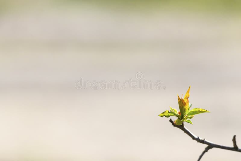 Natural Spring Close Up Background with Selective Focus Stock Image ...