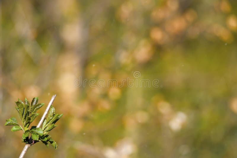 Natural Spring Close Up Background with Selective Focus Stock Image ...