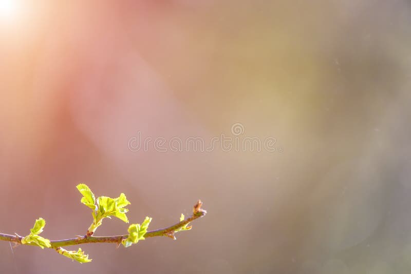 Natural Spring Close Up Background with Selective Focus Stock Photo ...