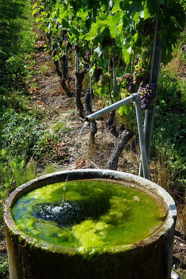 Natural spring stock photo. Image of basin, water, foliage - 65023008