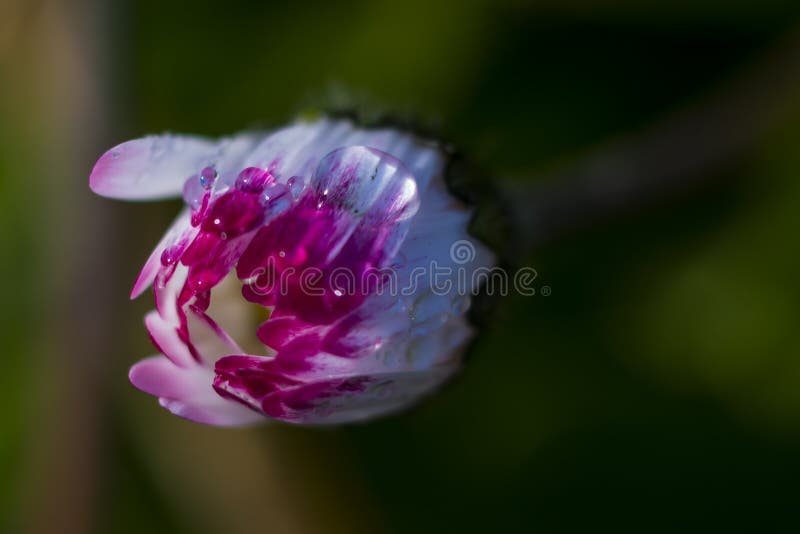 Natural spring flower stock photo. Image of drops, natural - 50002082