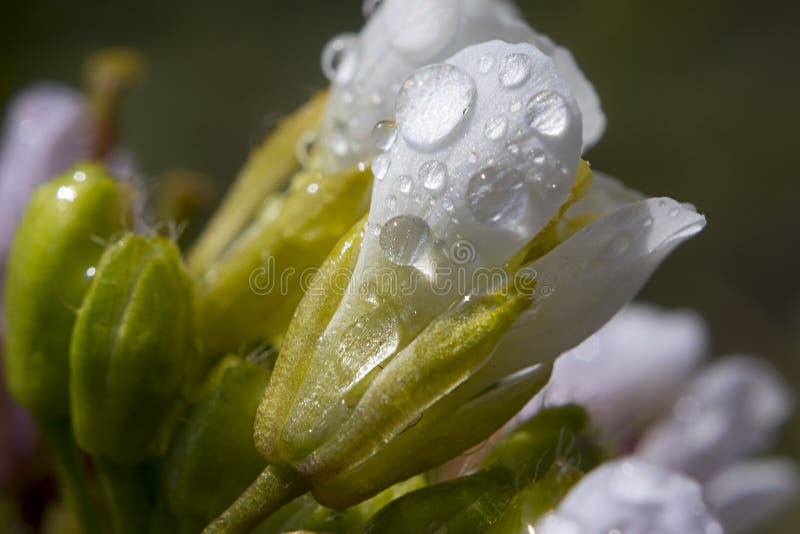 Natural spring flower stock image. Image of summer, beauty - 50002105