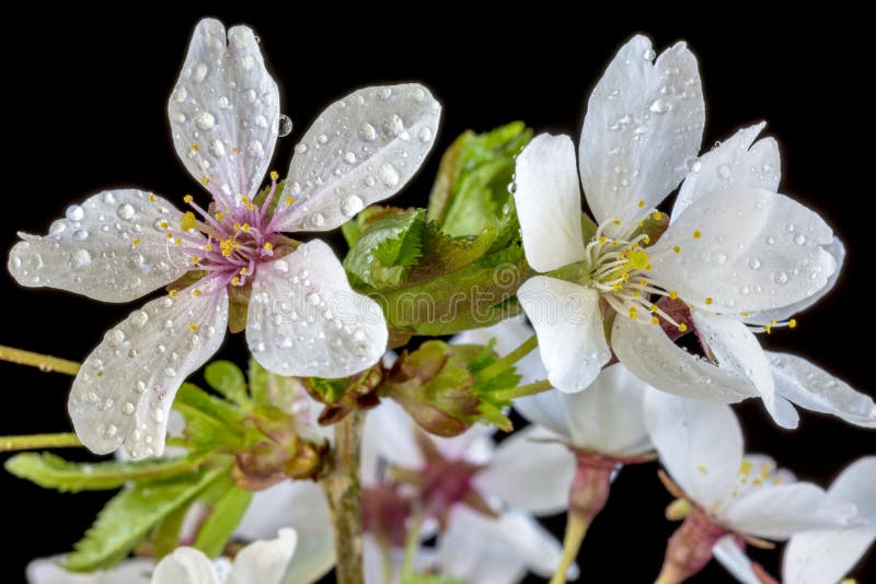Natural Spring Flowers with Water Stock Image - Image of droplets ...
